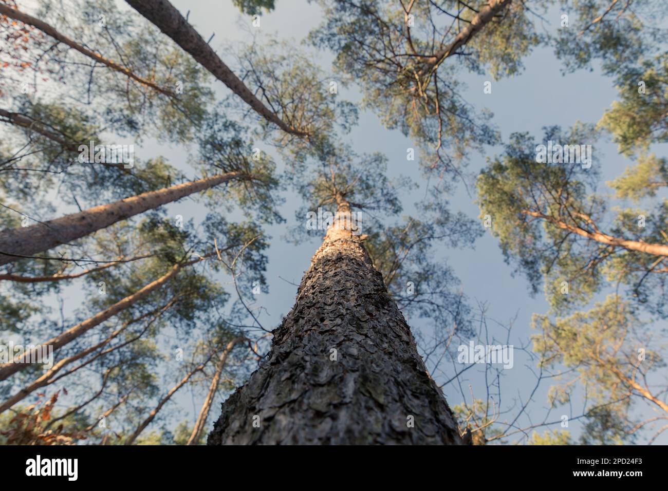 Tree bark bottom view hi-res stock photography and images - Alamy
