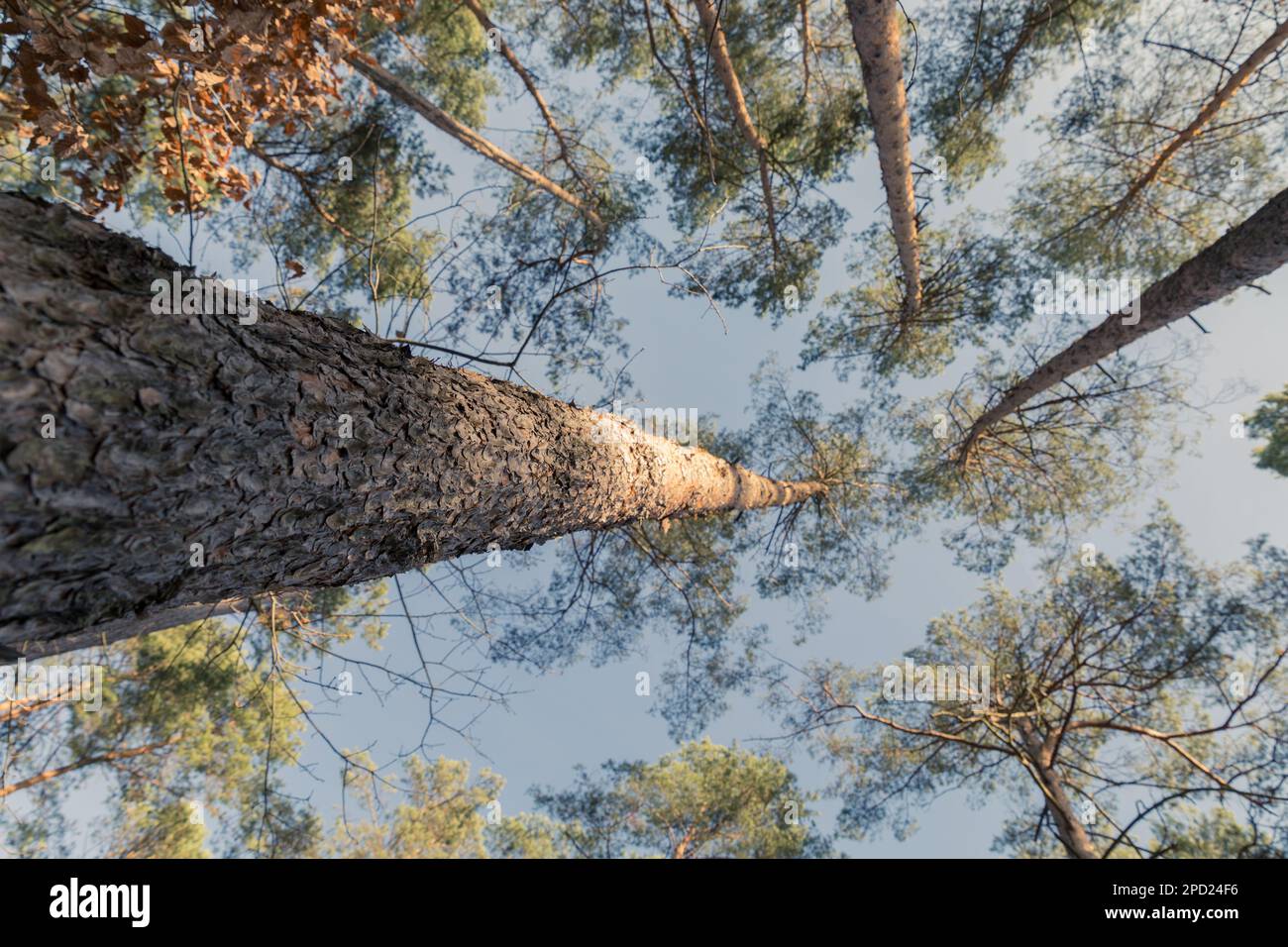 Tree crown view from the bottom of the tree. Pine Stock Photo - Alamy