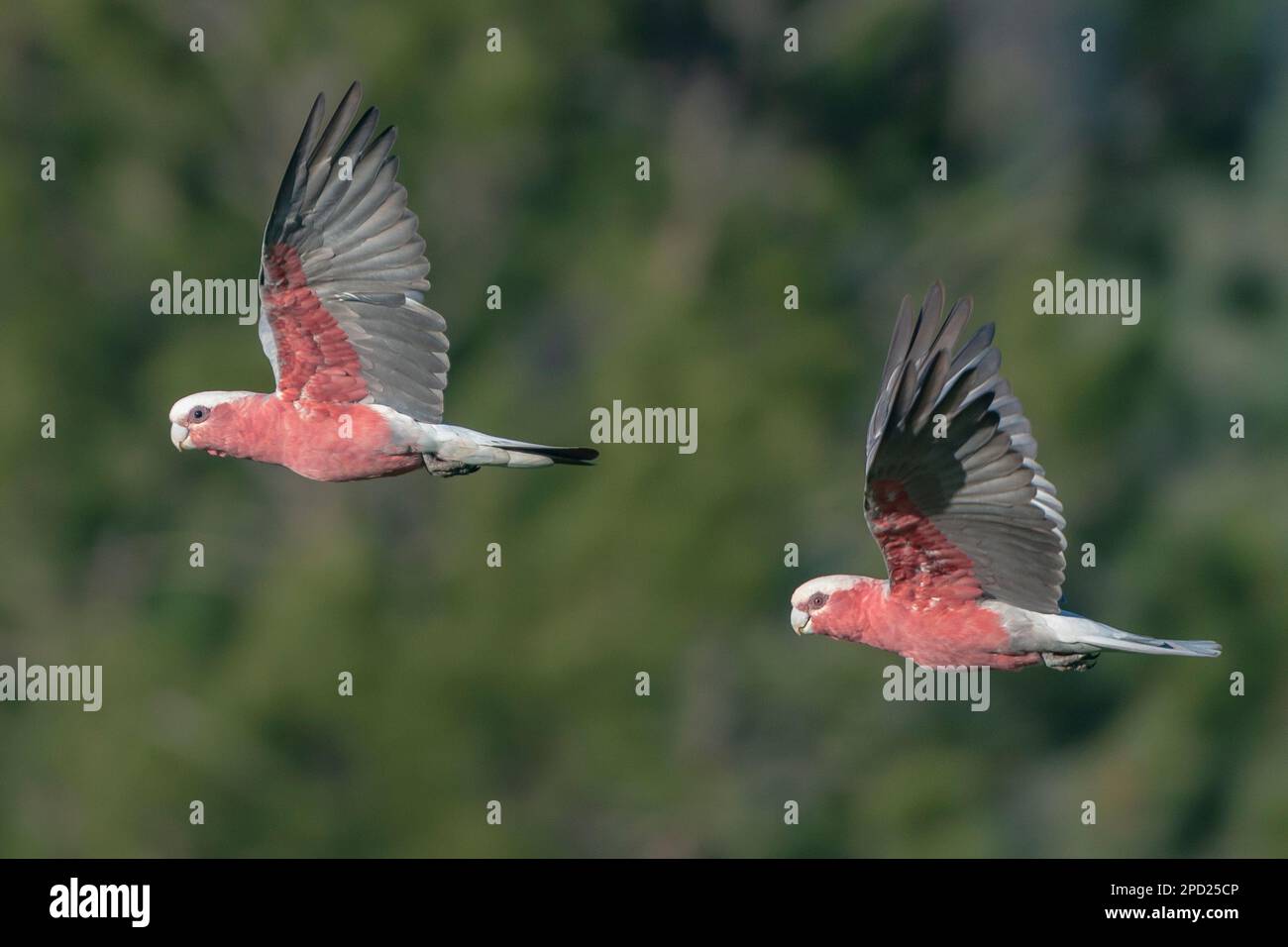 Australian bird at bird feeder hi-res stock photography and images - Alamy
