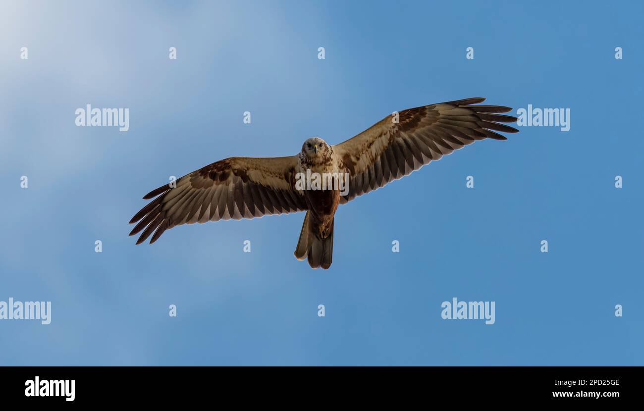A Eurasian Marsh Harrier in flight in northern Japan Stock Photo - Alamy