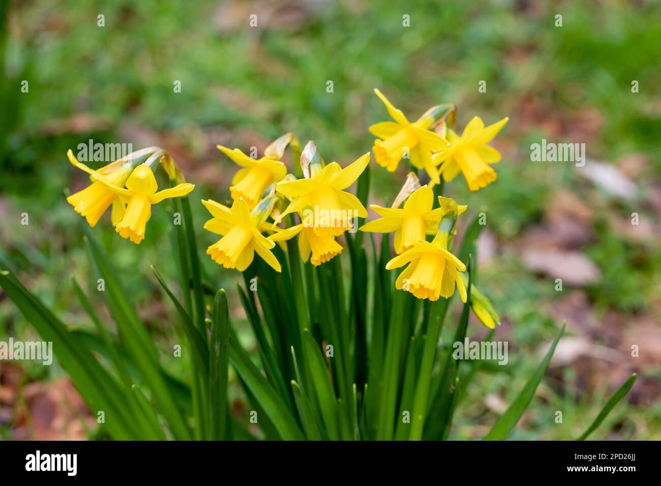 Daffodils, Narcissus growing in late winter Dorset, England, UK Stock ...