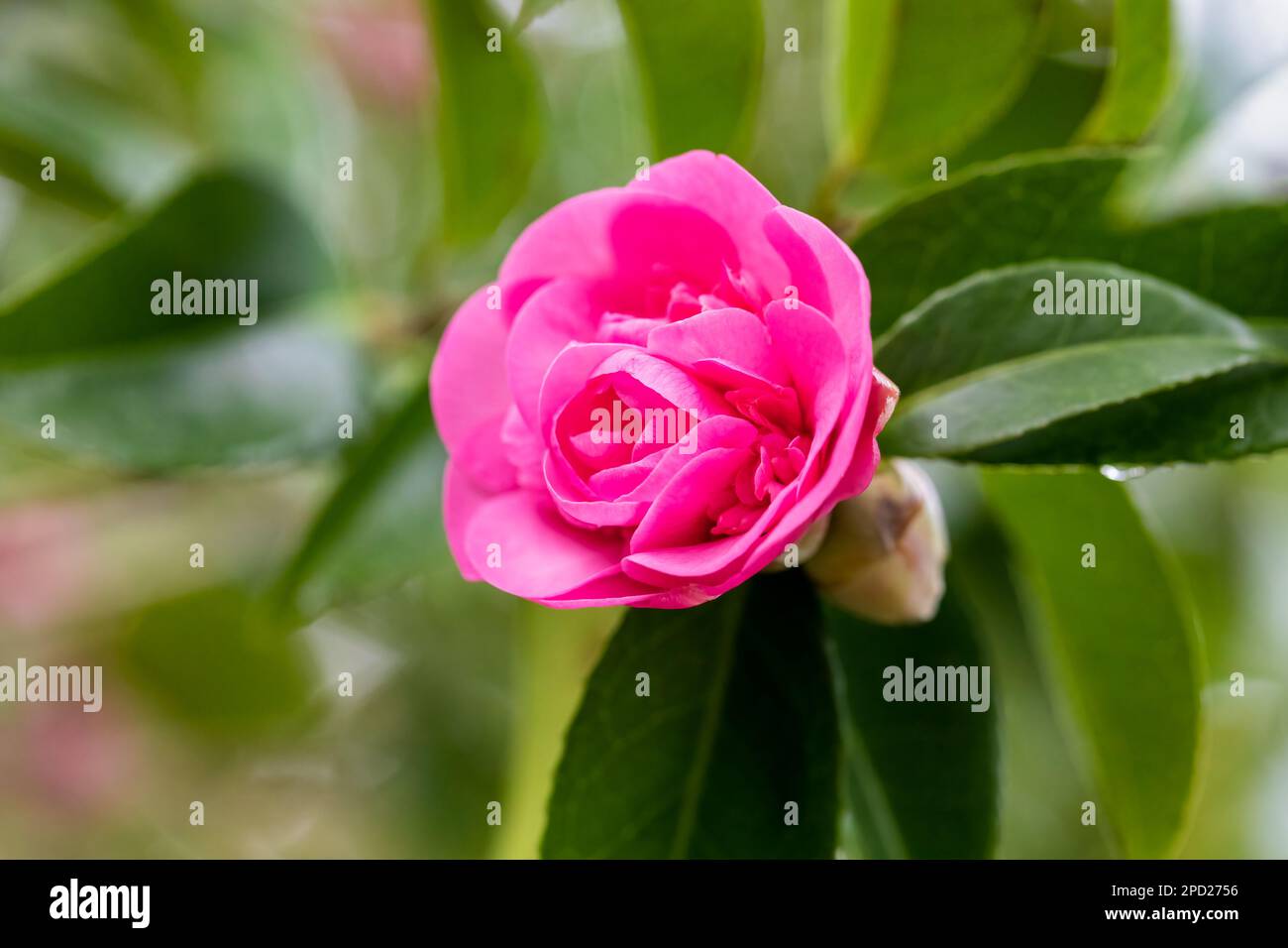 Pink camellias hi-res stock photography and images - Alamy