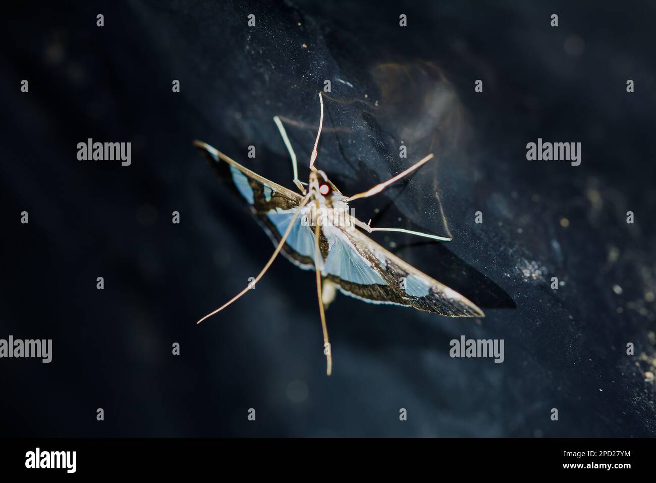 (Moth) or moth It is an insect in the rank Moths in Thailand has ...