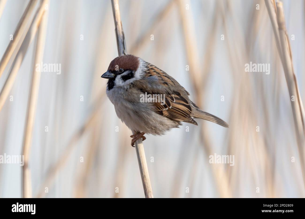 Urban tree sparrow habitat hi-res stock photography and images - Alamy