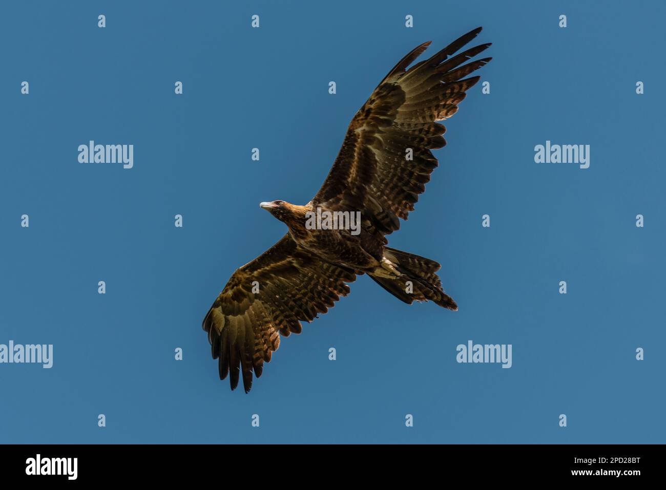 Wedge-tailed Eagle soaring in Queensland, Australia Stock Photo - Alamy
