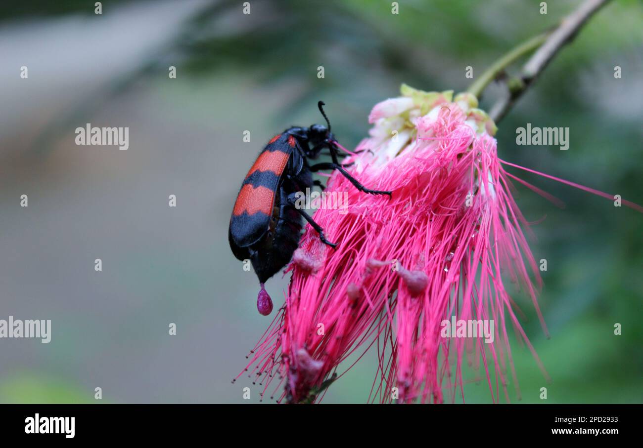Black and yellow striped beetle hi-res stock photography and images - Alamy