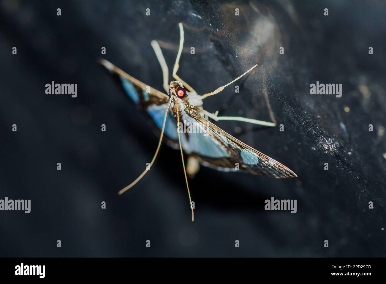 (Moth) or moth It is an insect in the rank Moths in Thailand has ...