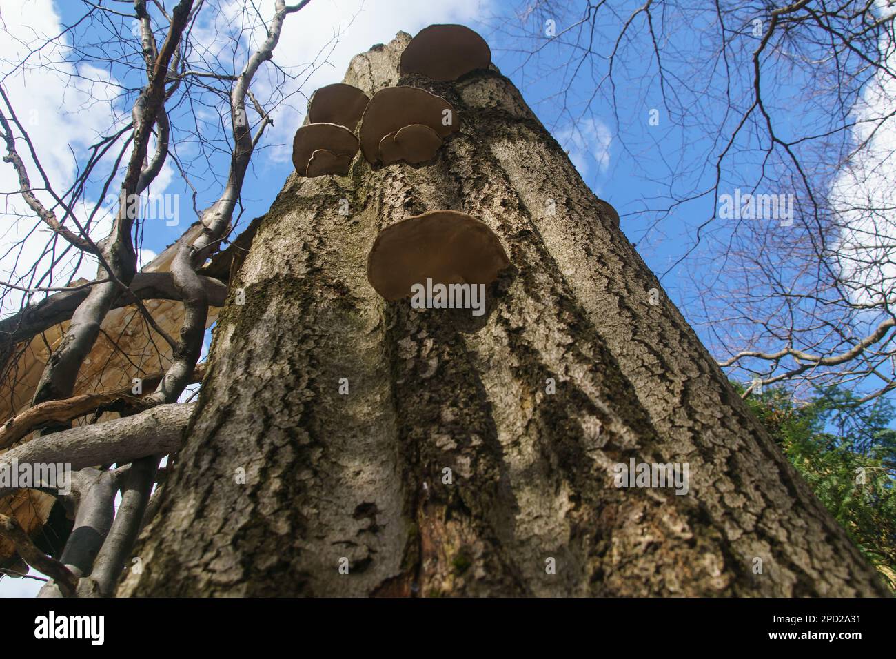 Cut leaf plane tree hi-res stock photography and images - Alamy
