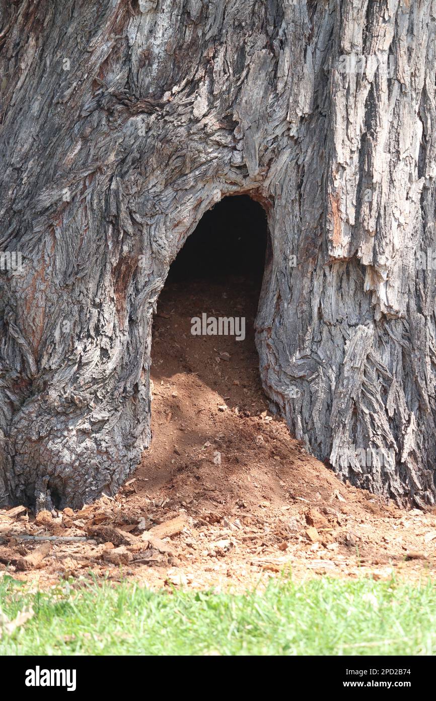 Biggest baobab tree hi-res stock photography and images - Alamy