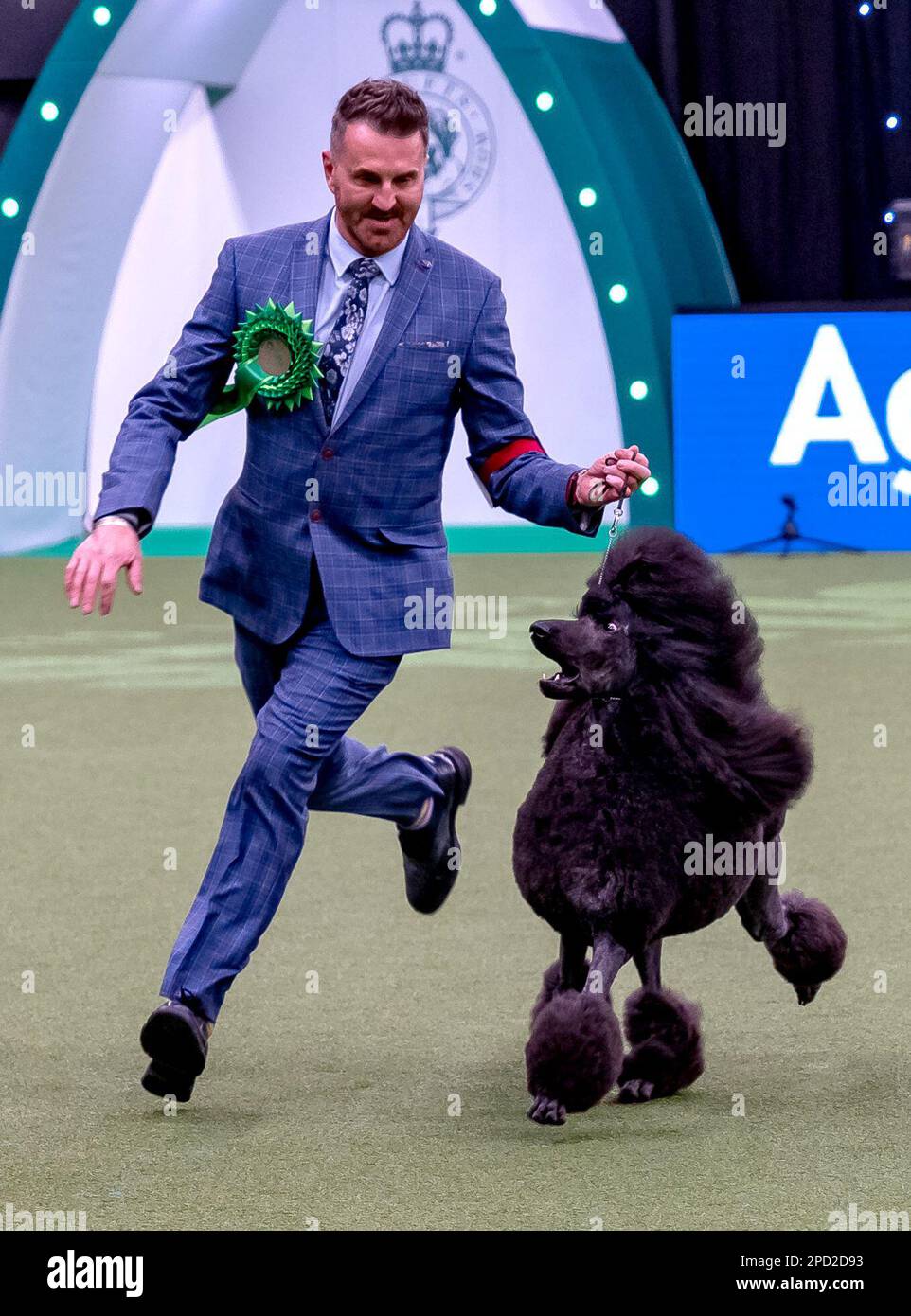 Jake, a Standard Poodle from Bristol, owned by Philip Langdon, has won ...