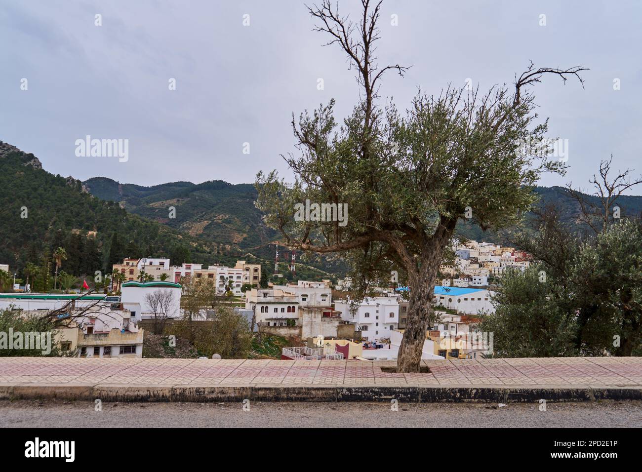 Tree on the sidewalk in an old Moroccan town Stock Photo - Alamy