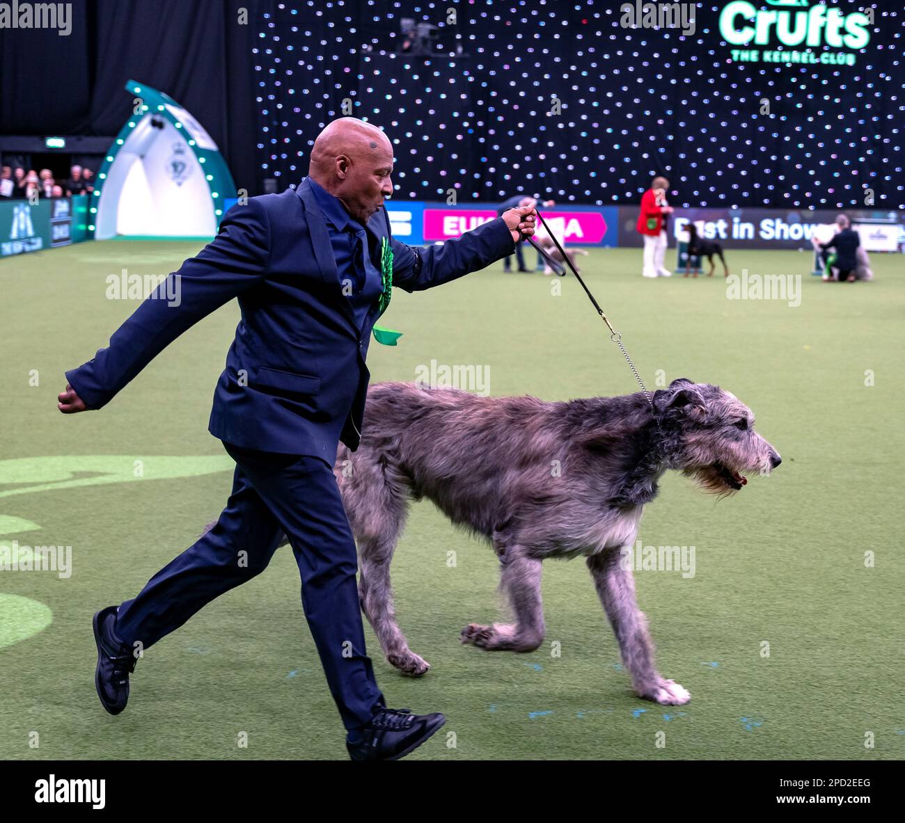 Paris the Irish Wolfhound owned by The Real Thing vocalist Chris Amoo ...