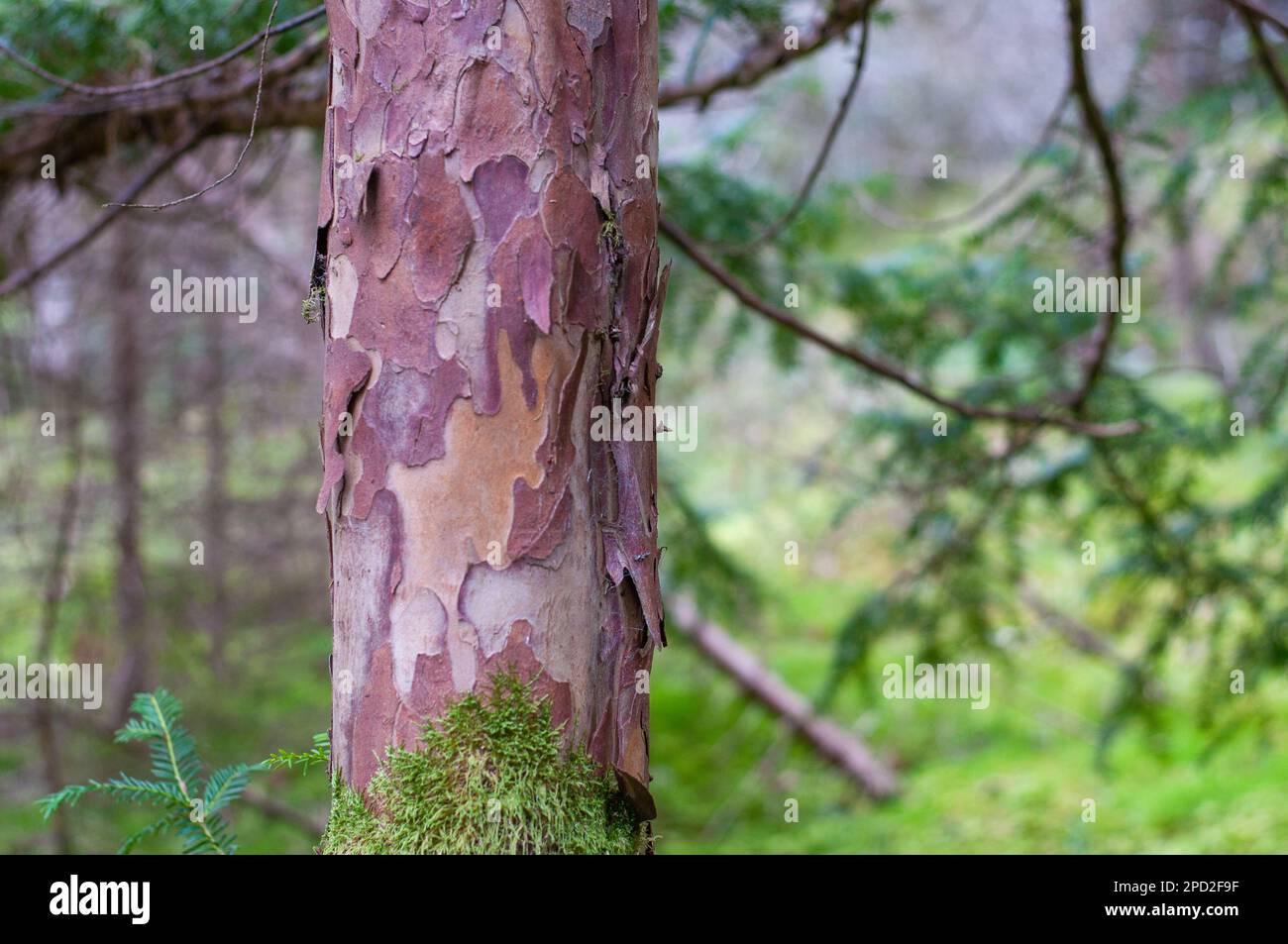 Common yew (Taxus baccata) trunk close up. A tree trunk covered with ...