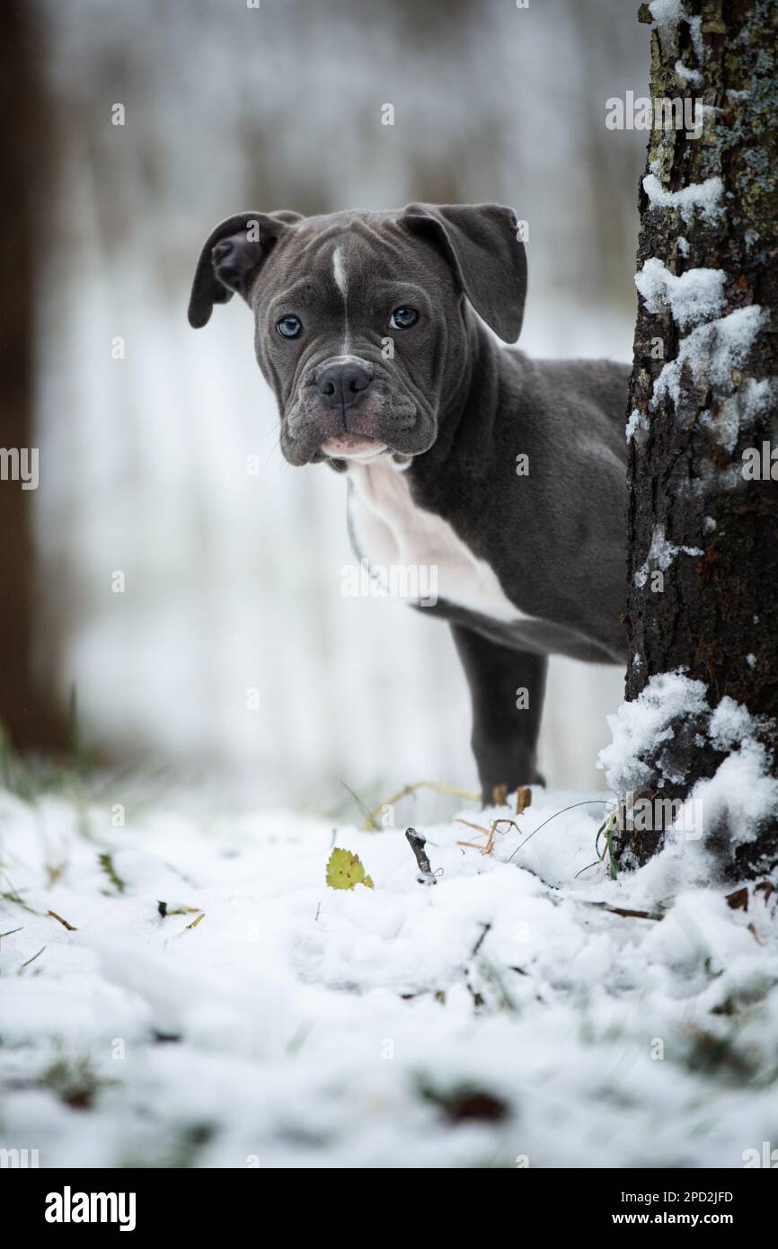 Old english bulldog puppy in winter landscape Stock Photo - Alamy