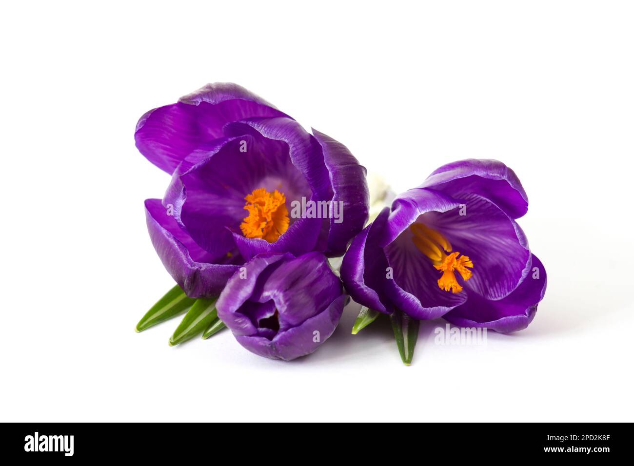 crocus flower on white background - fresh spring flowers Stock Photo ...