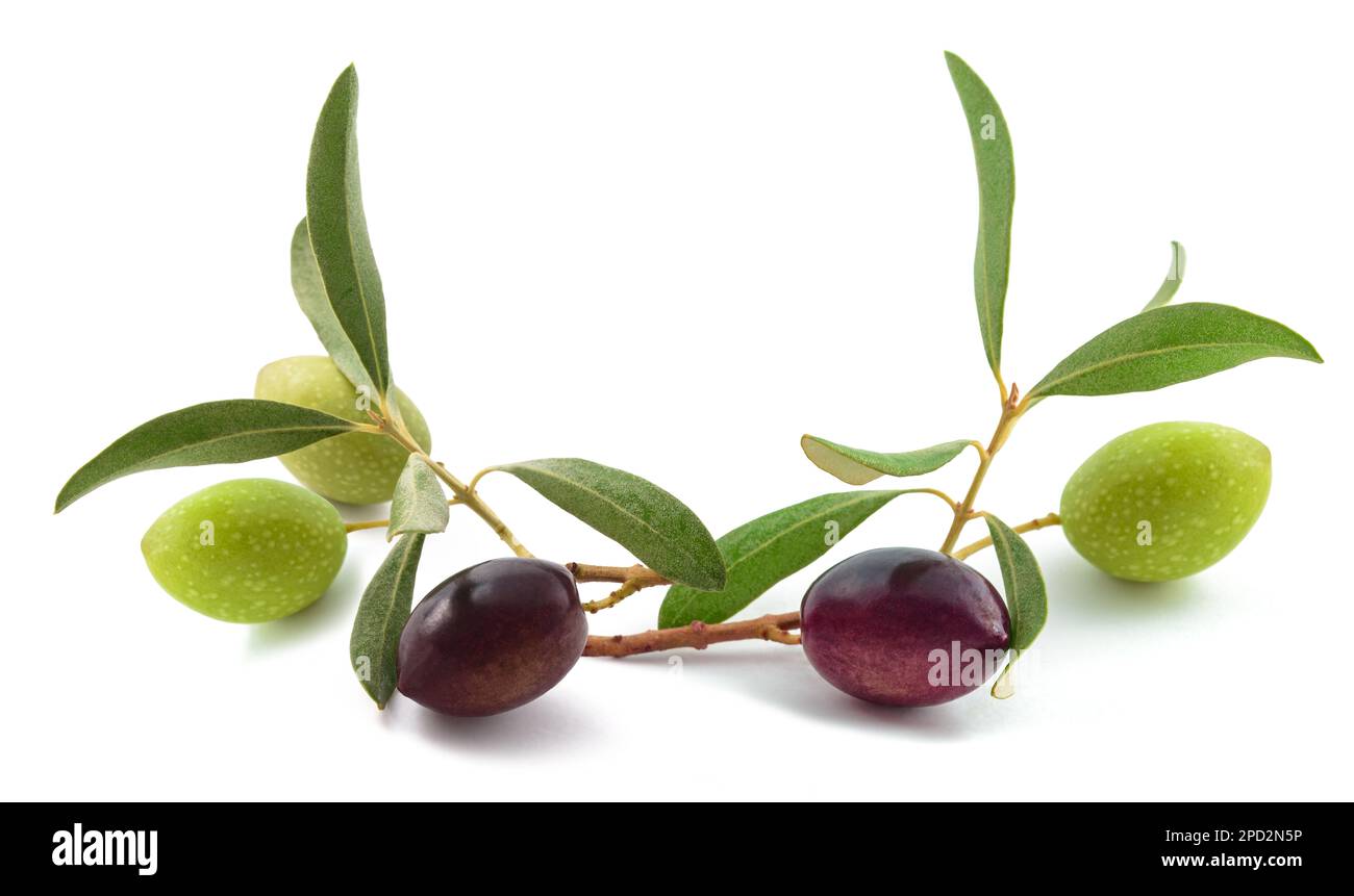 Sprig with fresh olive isolated on white background Stock Photo - Alamy