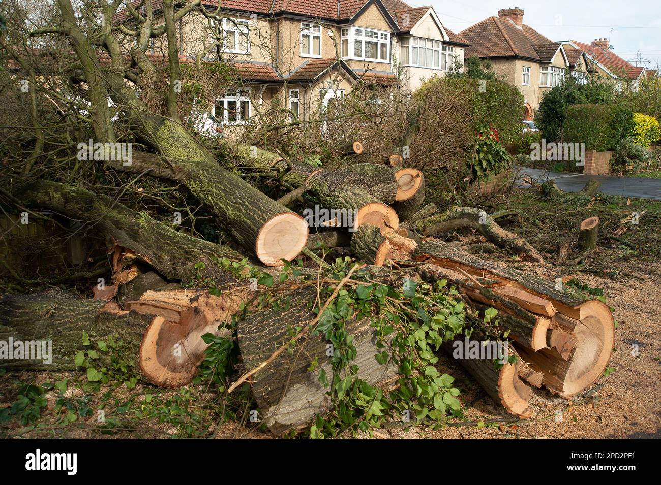 Iver, Buckinghamshire, UK. 14th March, 2023. The remains of an old oak ...