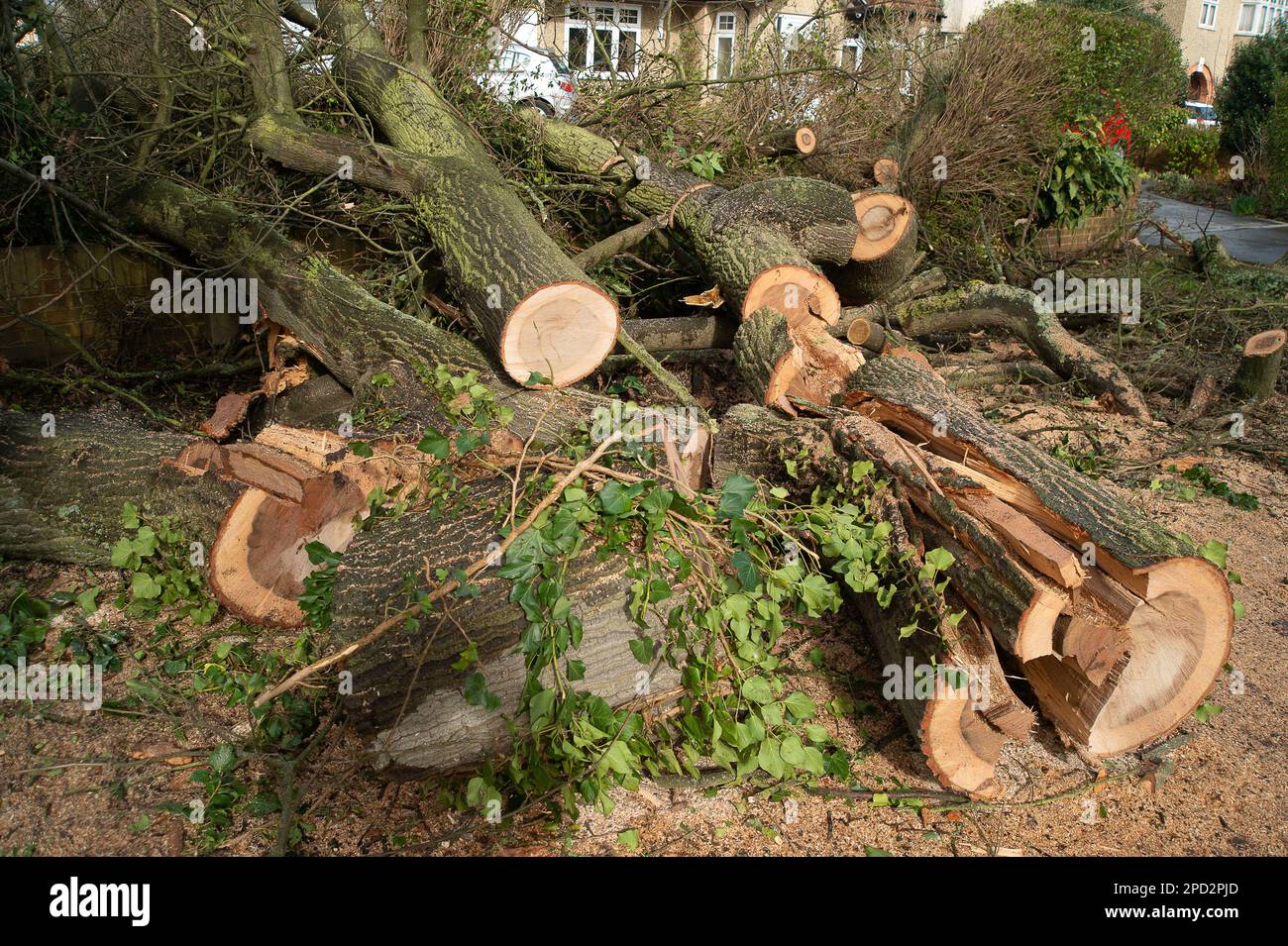 Iver, Buckinghamshire, UK. 14th March, 2023. The remains of an old oak ...