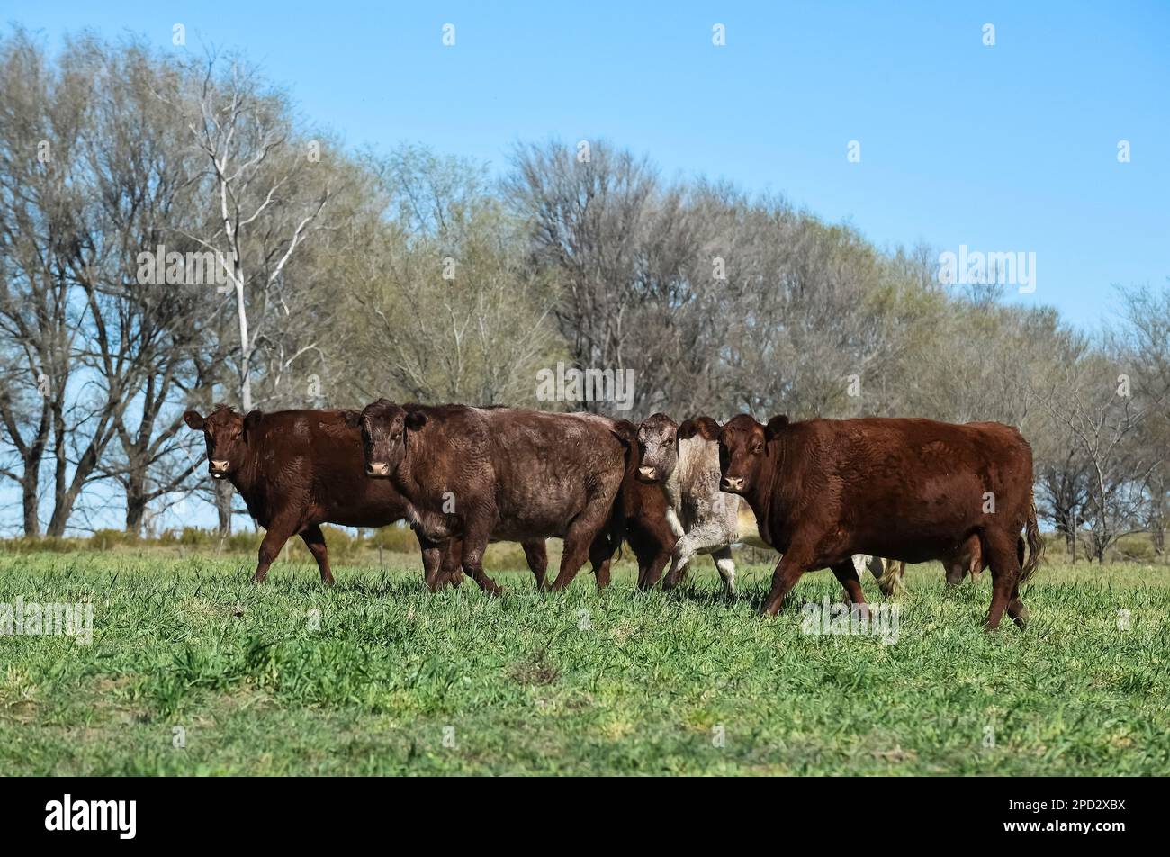 Patagonia argentine cattle hi-res stock photography and images - Alamy