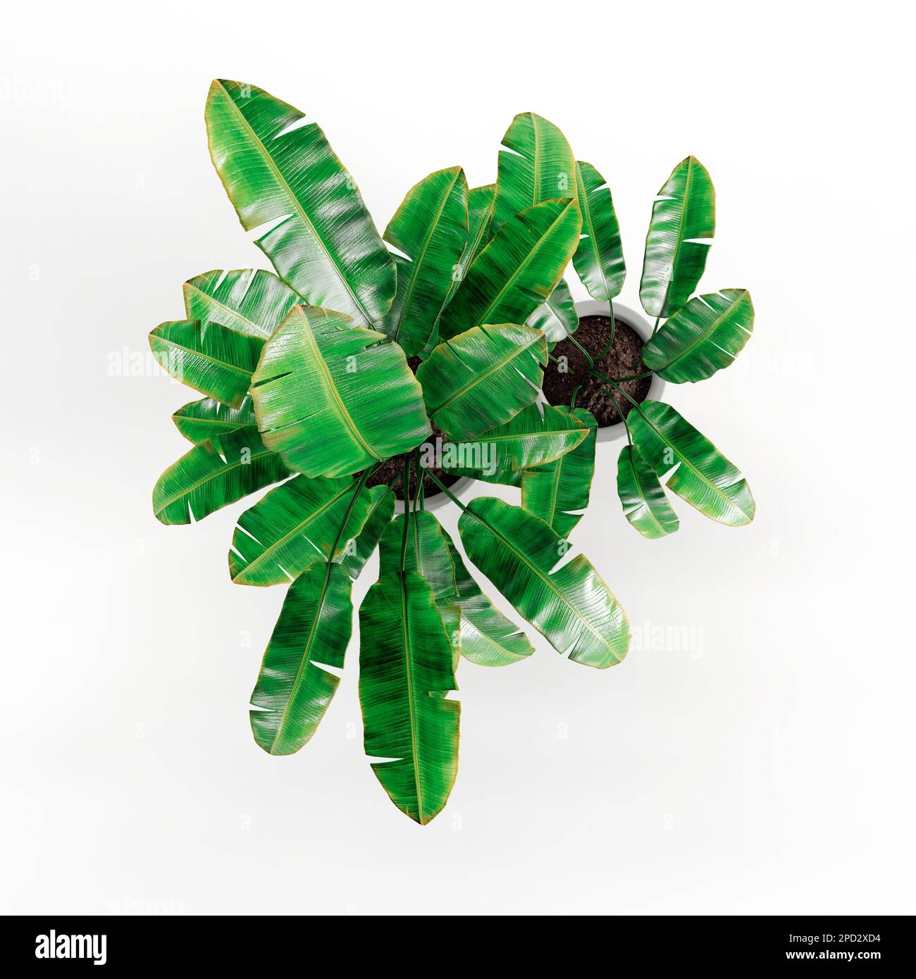 Green plant top view on white background, 3D render Stock Photo - Alamy