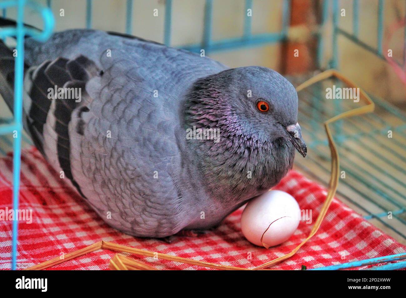 Close-up of protective mother pigeon safeguarding her egg inside loft ...