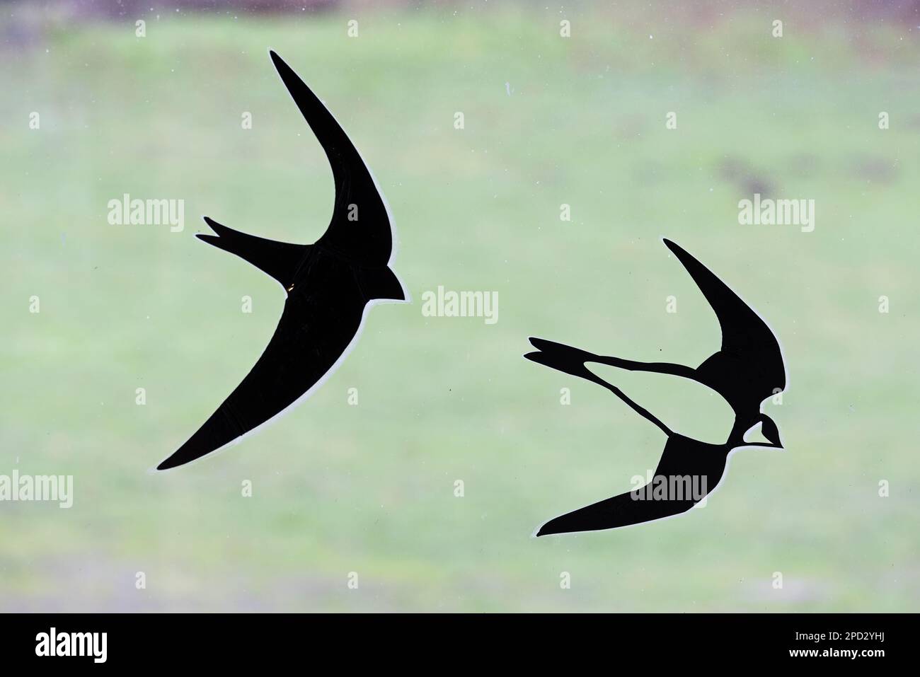 Bird deterrent window stickers Whitlingham CP Norfolk GB UK January ...