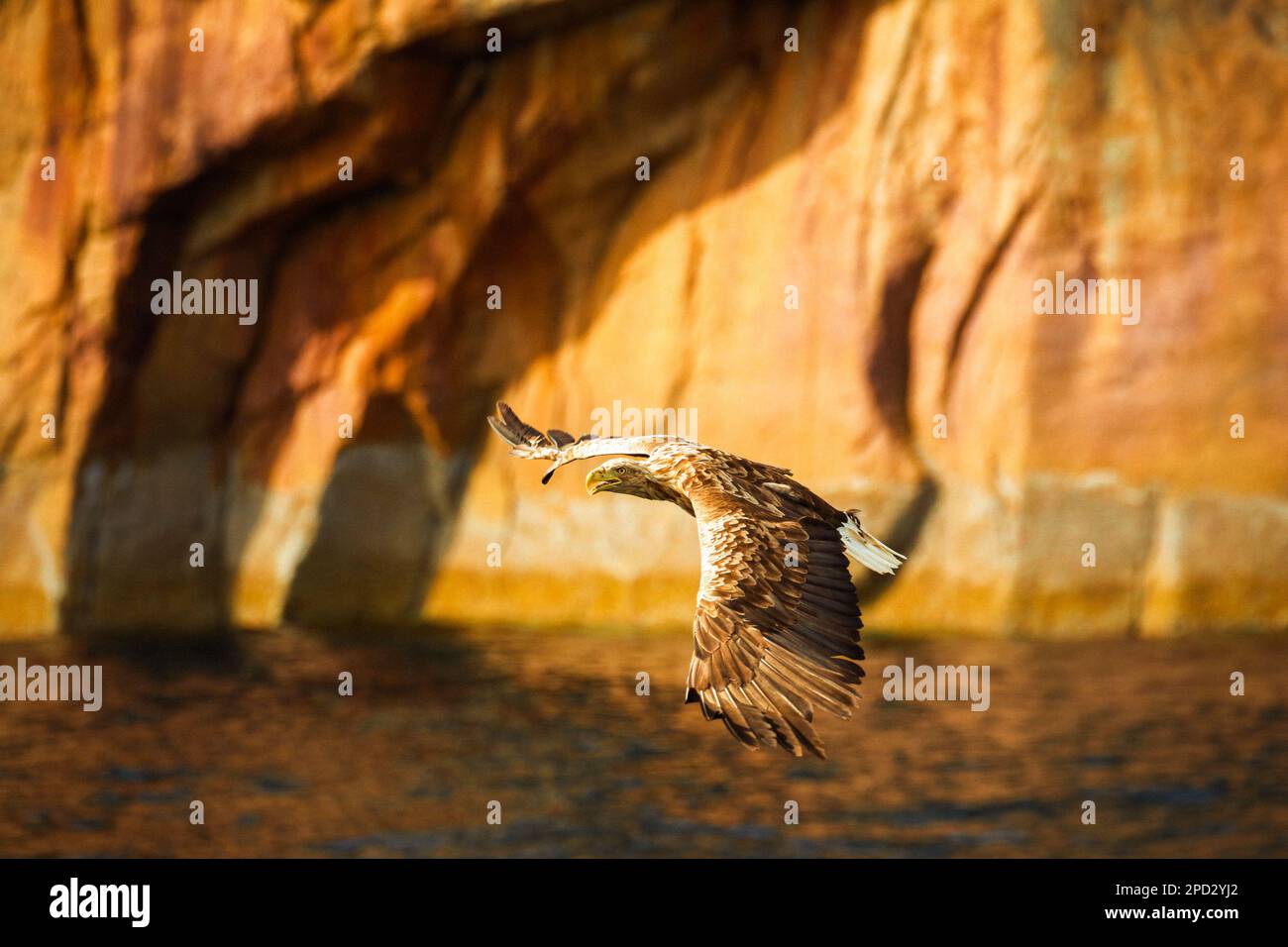 A majestic bird soaring through the air, its wings spread wide in ...