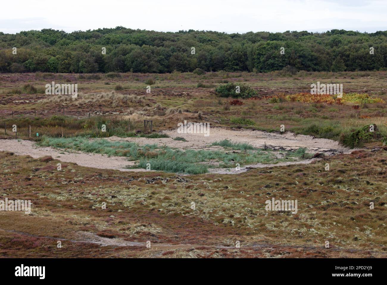 Australian swamp plants hi-res stock photography and images - Alamy