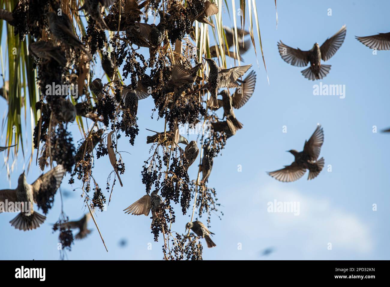 Beautiful large flock of starlings Stock Photo - Alamy
