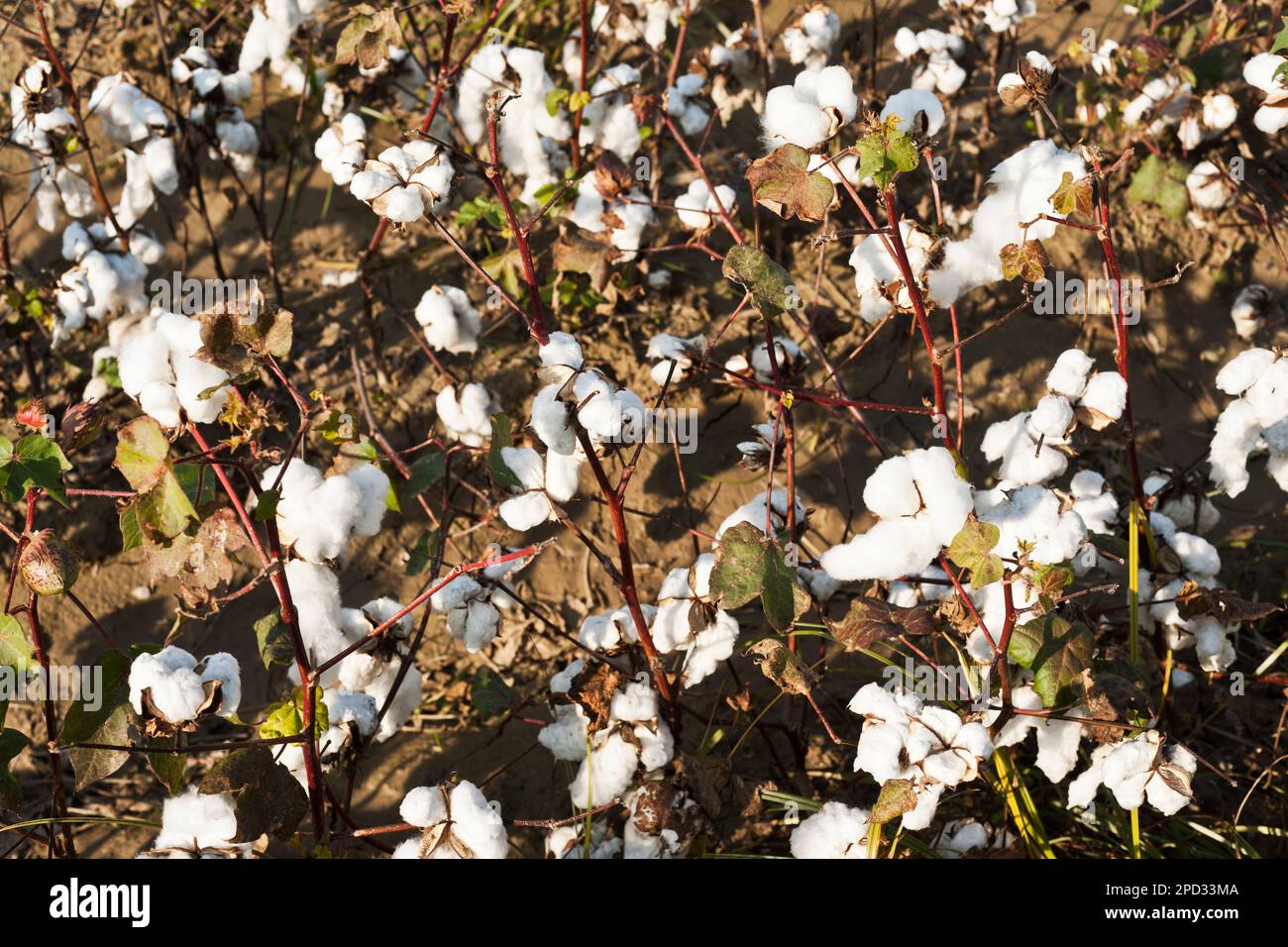 Lubbock texas cotton hi-res stock photography and images - Alamy