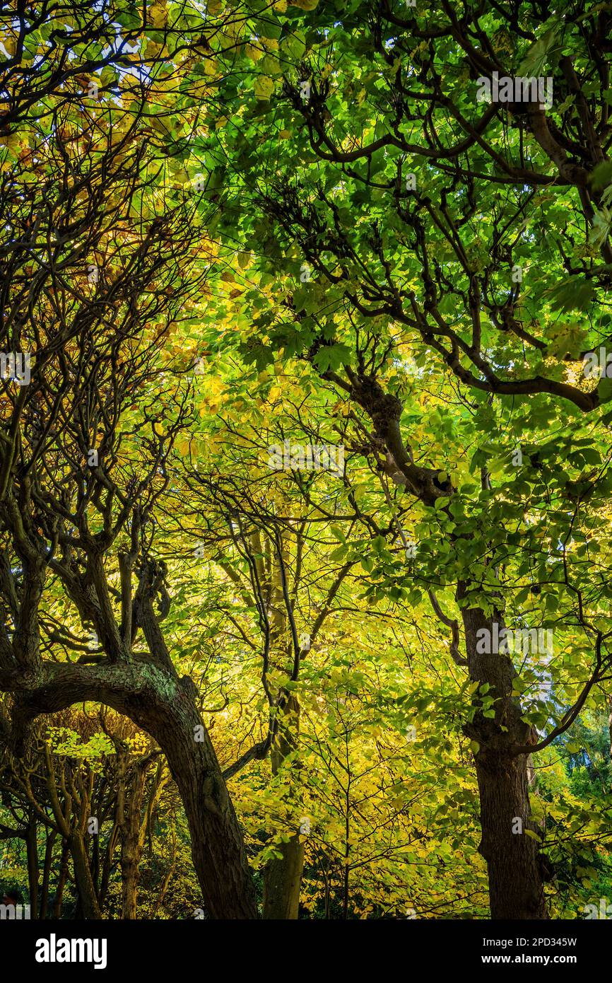 Vibrant trees in shades of green hi-res stock photography and images ...