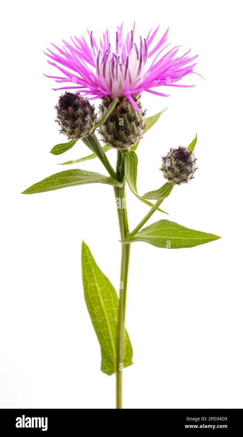 Short fringed knapweed flower isolated on white background Stock Photo ...