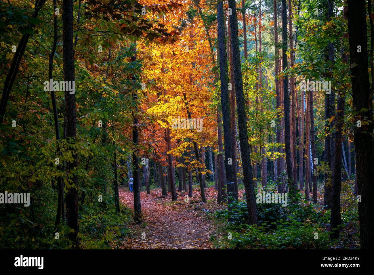 Woodland scenery hi-res stock photography and images - Alamy
