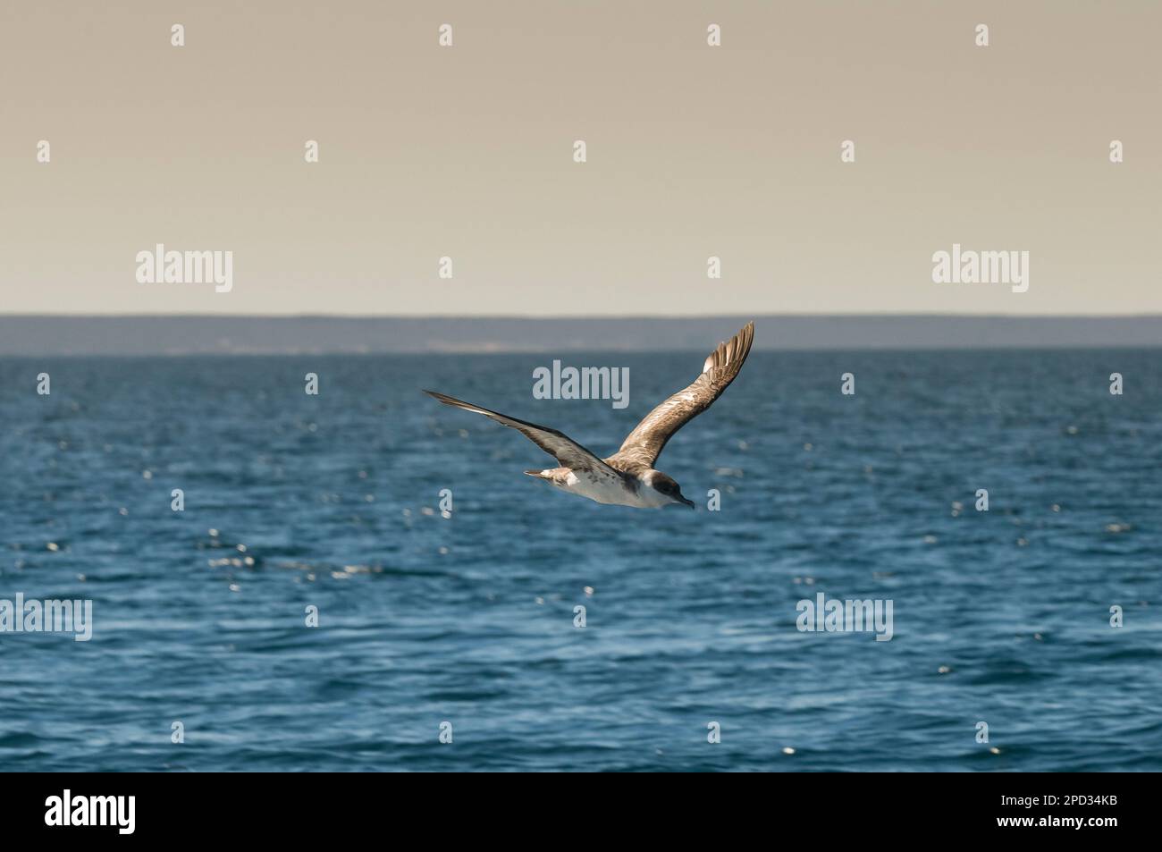 Petrel in flight on Antarctic waters, Antartica Stock Photo - Alamy