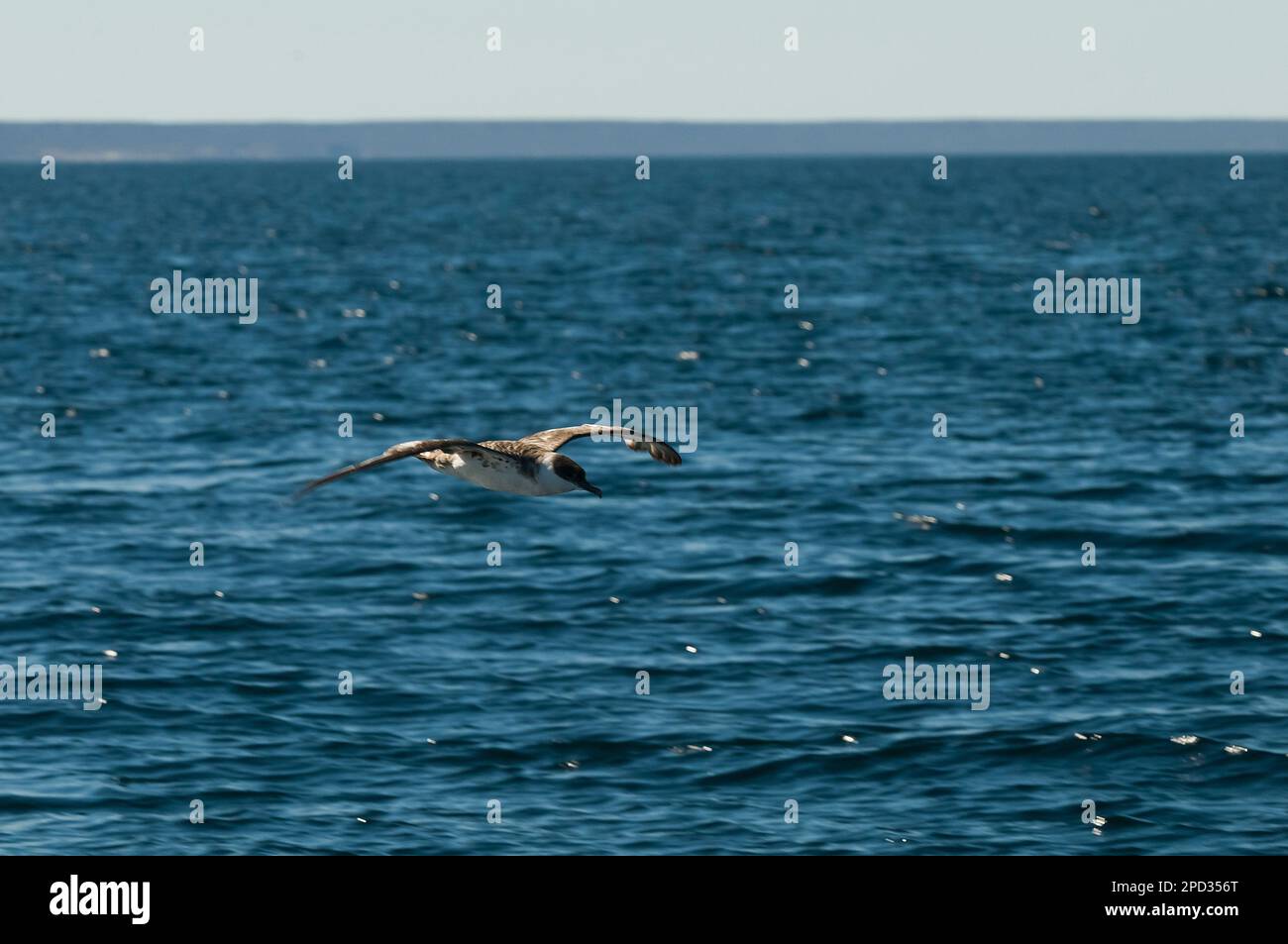 Petrel in flight on Antarctic waters, Antartica Stock Photo - Alamy