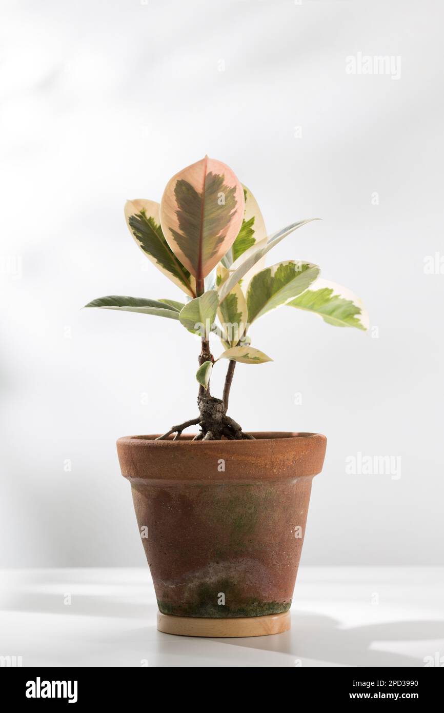 Ficus elastica or Indian rubber plant in clay pot Stock Photo - Alamy