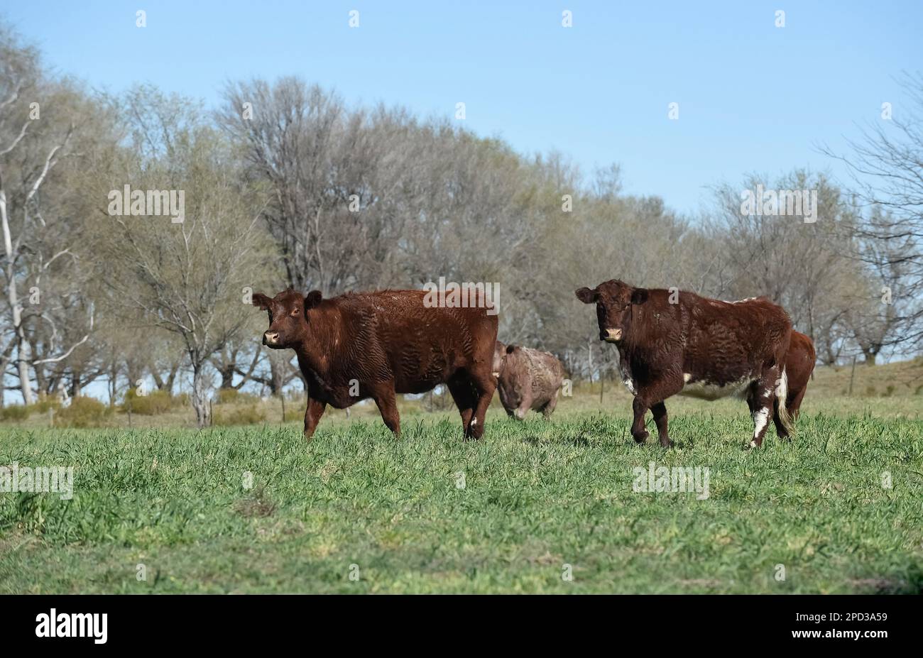 Patagonia argentine cattle hi-res stock photography and images - Alamy
