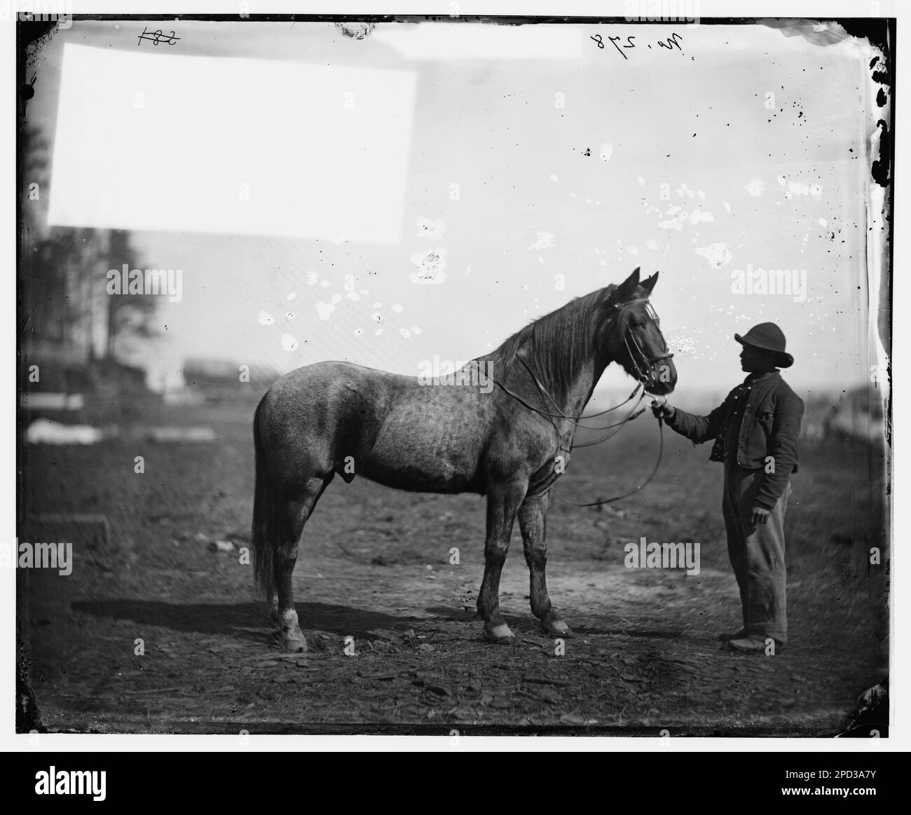 Brandy Station, Virginia. Captain Beckwith's horse, headquarters, Army ...