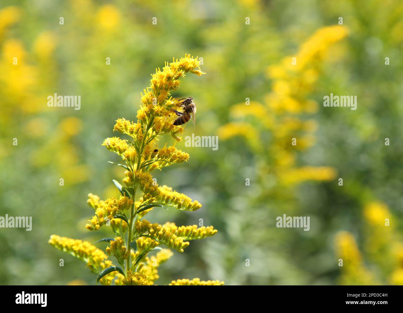 Honey Bee getting Pollen from Goldenrod Plant in Indianapolis, IN Stock ...