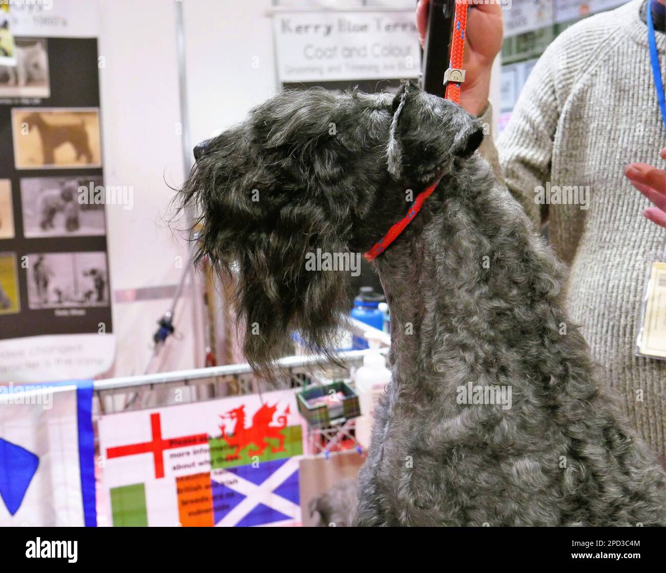 CRUFTS 2023 Birmingham UK, Kennel Club, National Exhibition Centre ...