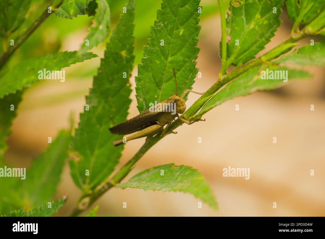 Grasshoppers habitat hi-res stock photography and images - Alamy