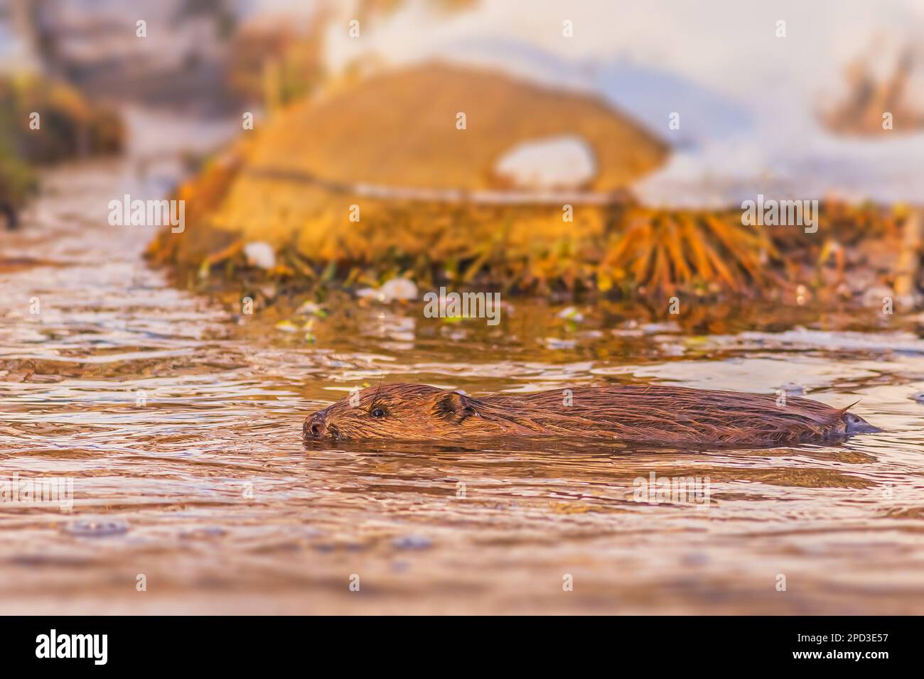 Beaver swimming in autumn hi-res stock photography and images - Alamy