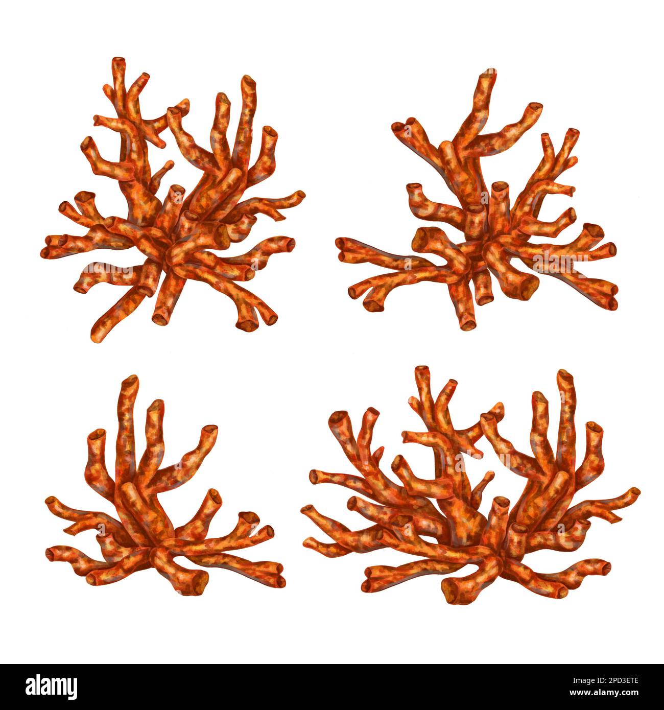 A set of red tropical sea corals. For design, decorations, posters ...