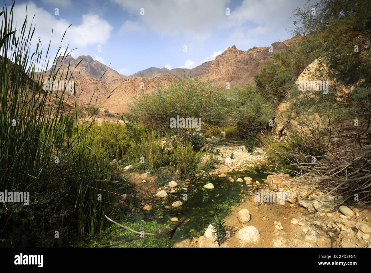The lush valley floor in Wadi Feid, Jabal Fied, Al-Sharat area of ...