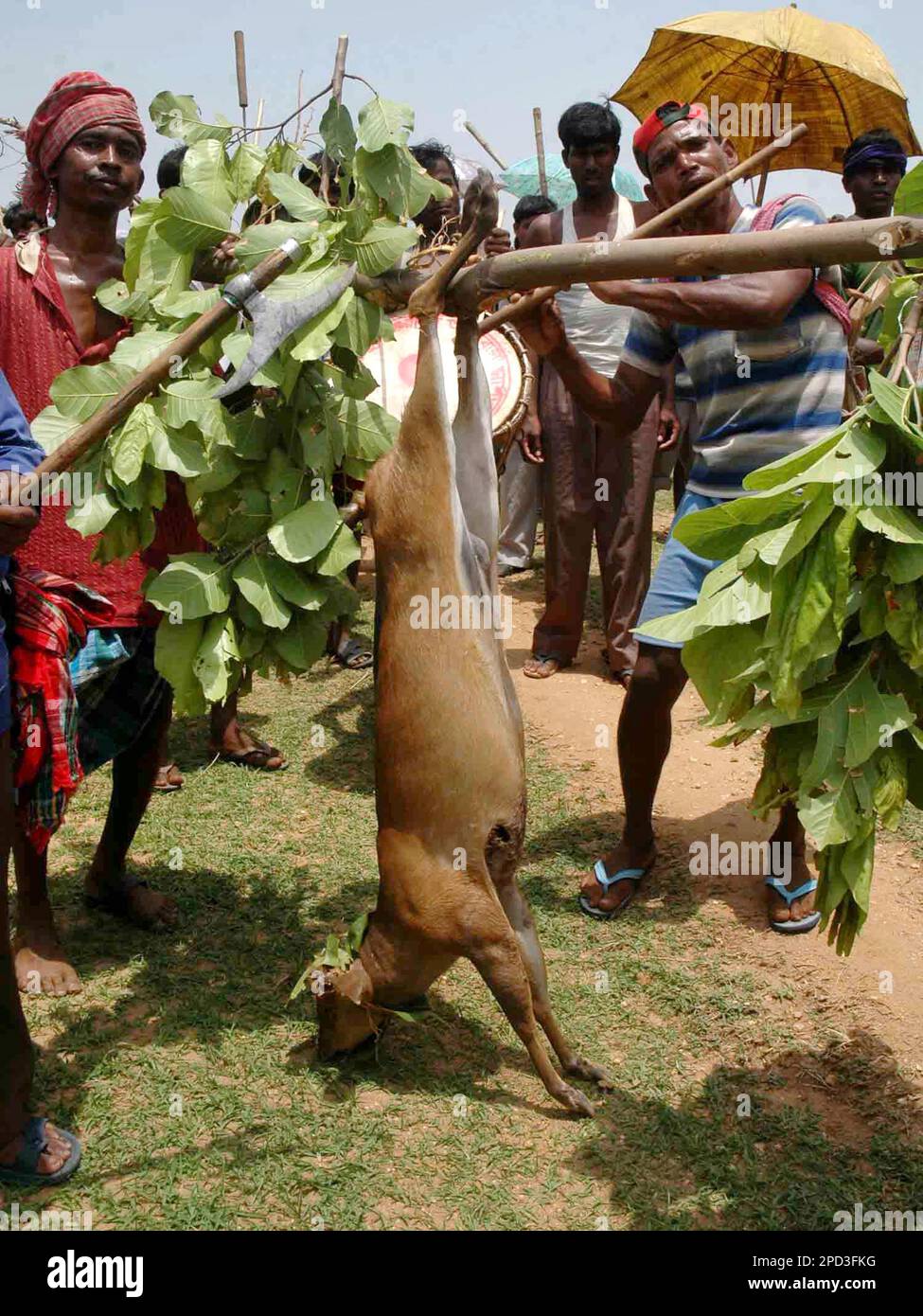 Indian tribal men carry a deer, which they killed during a hunting ...