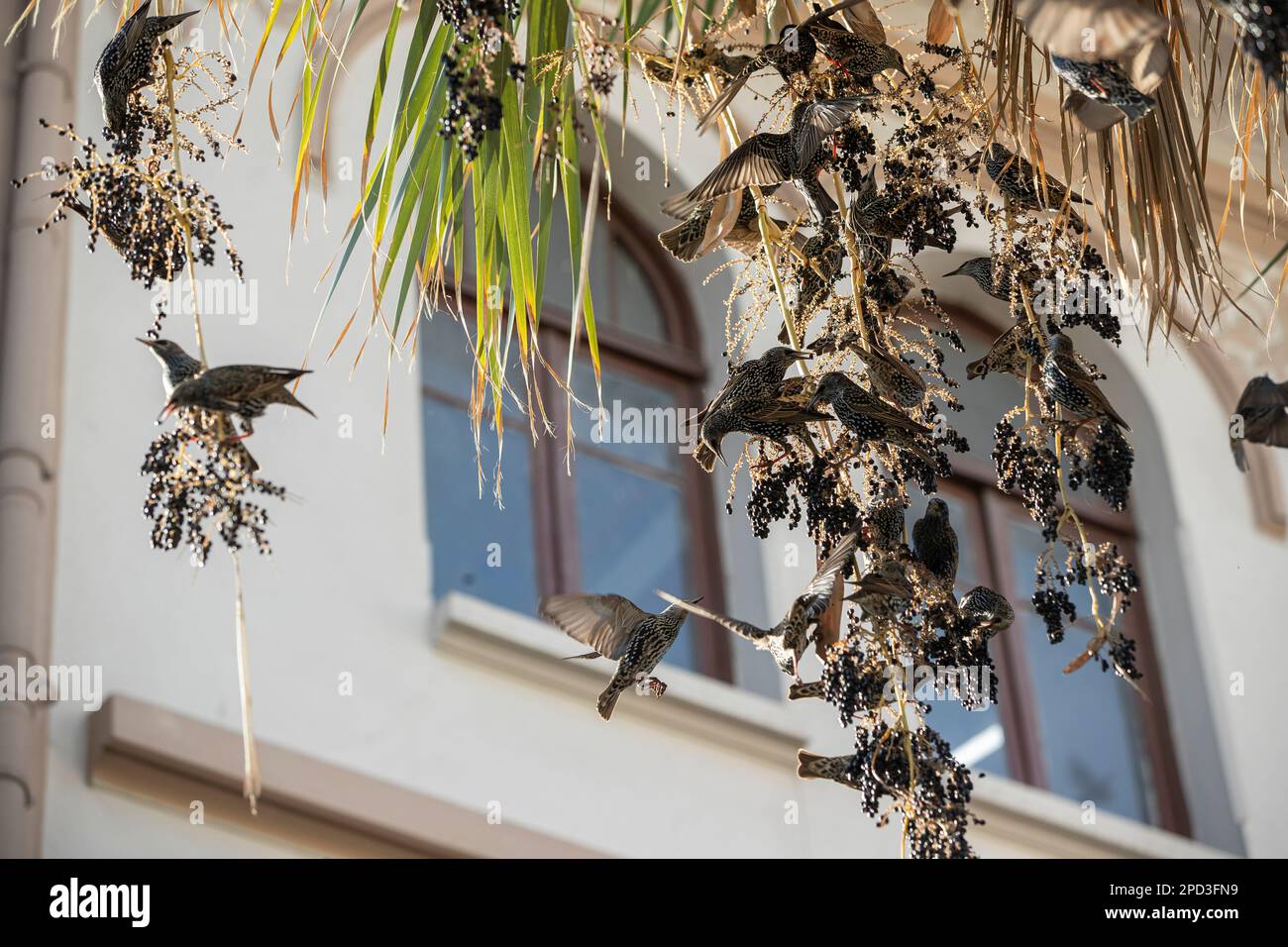 Beautiful large flock of starlings hi-res stock photography and images ...