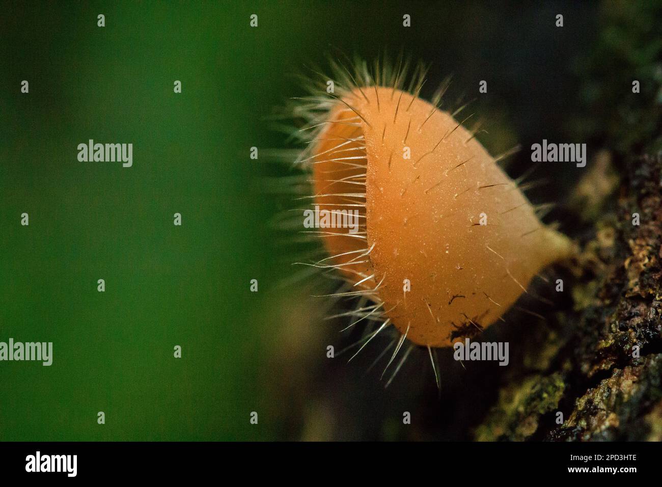 Cookeina sulcipes, Fungi Cup, PINK BURN CUP on dry timber, freshly ...