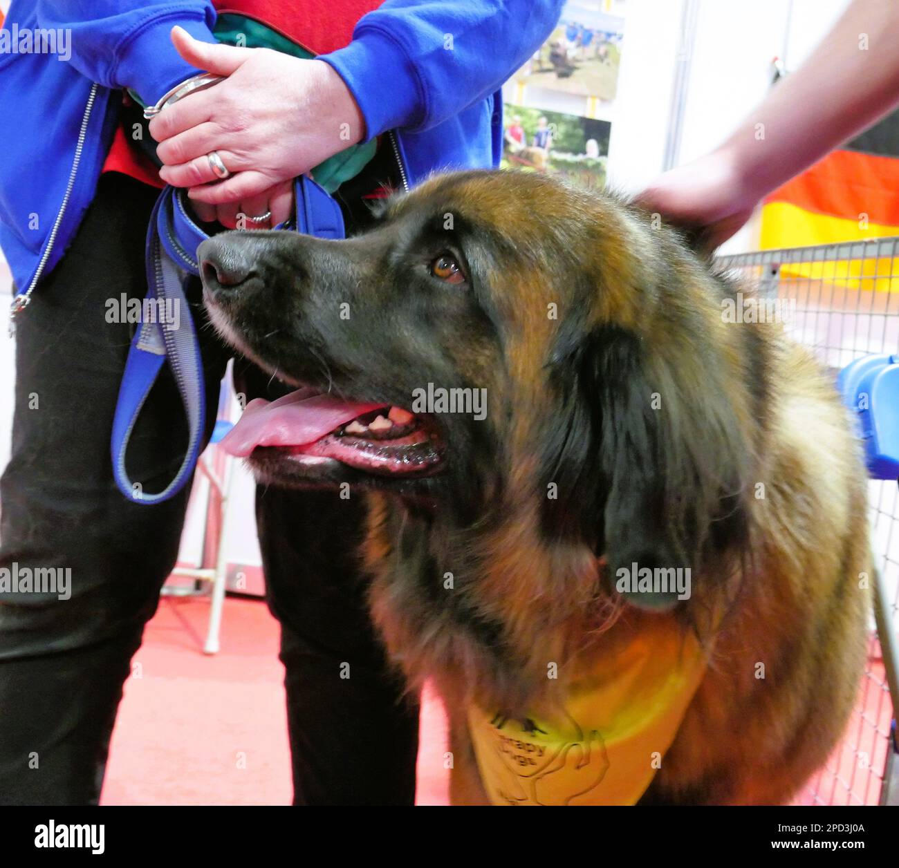 CRUFTS 2023 Birmingham UK, Kennel Club, National Exhibition Centre ...