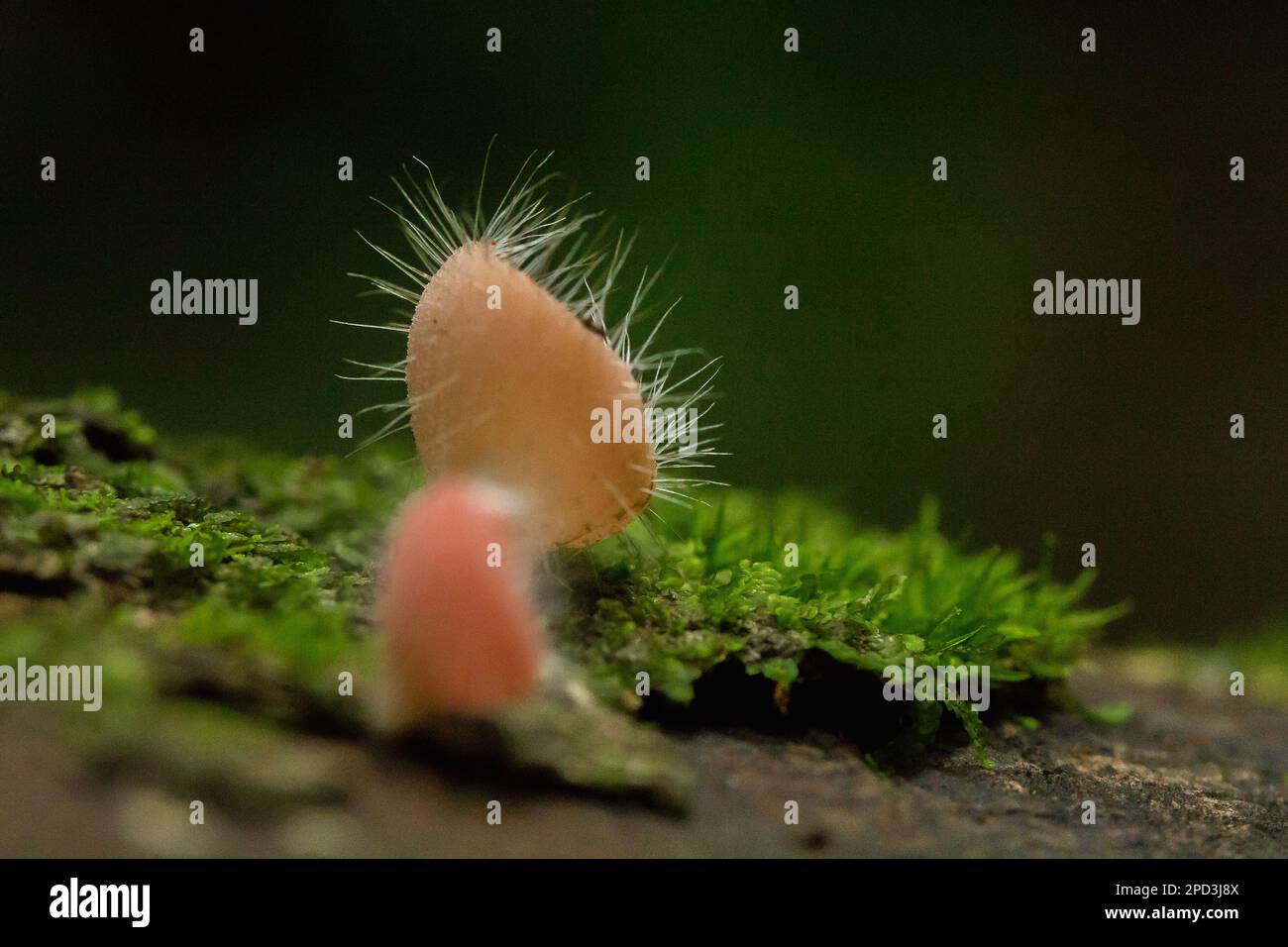 Cookeina sulcipes, Fungi Cup, PINK BURN CUP on dry timber, freshly ...