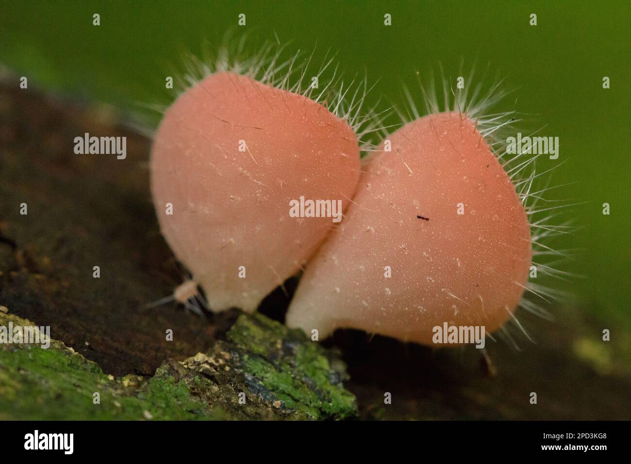 Cookeina sulcipes, Fungi Cup, PINK BURN CUP on dry timber, freshly ...